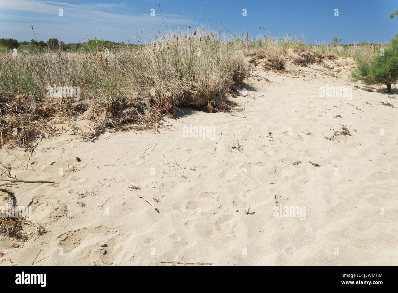 Salty habitat hi-res stock photography and images - Alamy