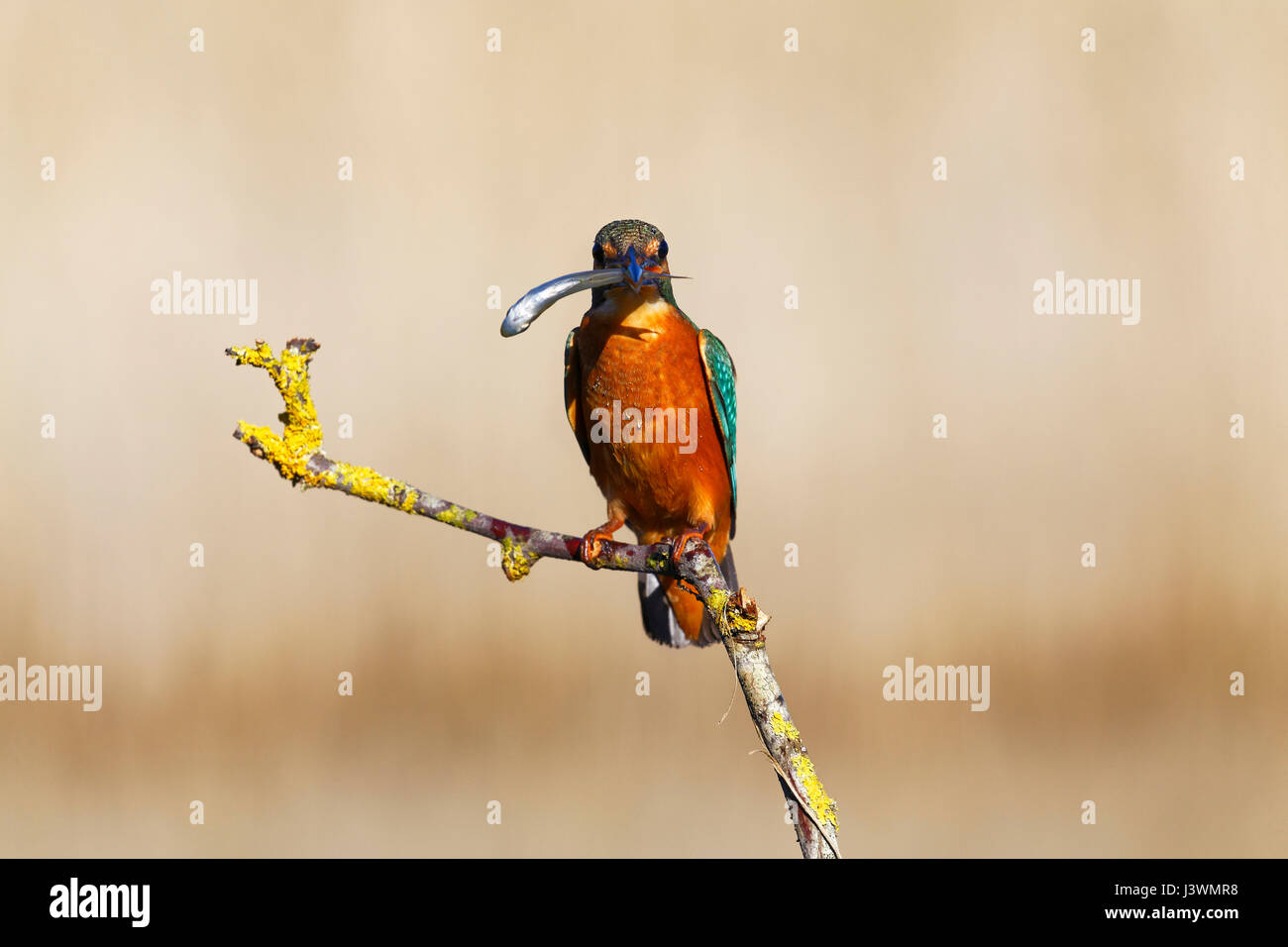 The common kingfisher is catching fish on the branch, Nin, Croatia ...