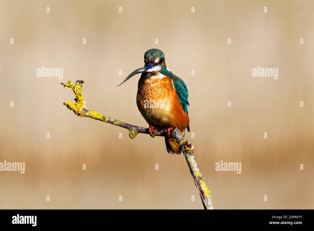 The common kingfisher is catching fish on the branch, Nin, Croatia ...