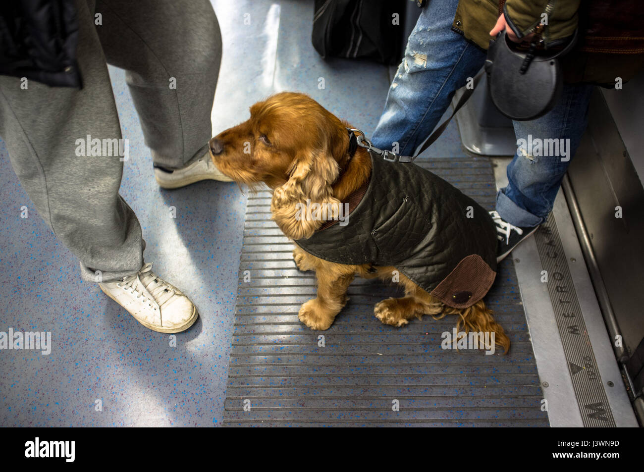 Brown spaniel dog travelling on London Underground Stock Photo - Alamy