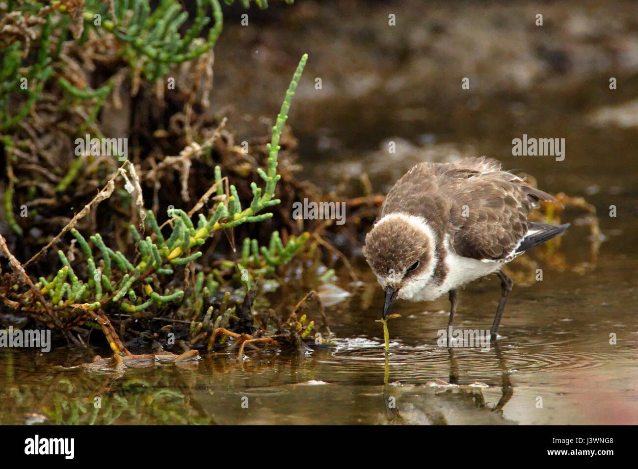 The Kentish plover (Charadrius alexandrinus) from glasswort sal marsh ...