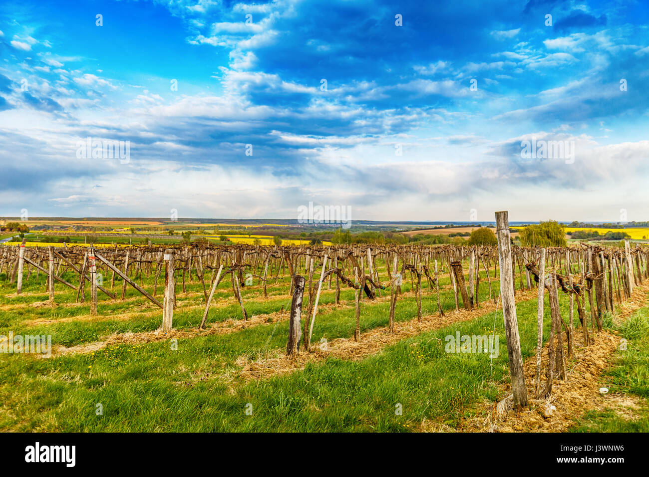 Grape field hi-res stock photography and images - Alamy