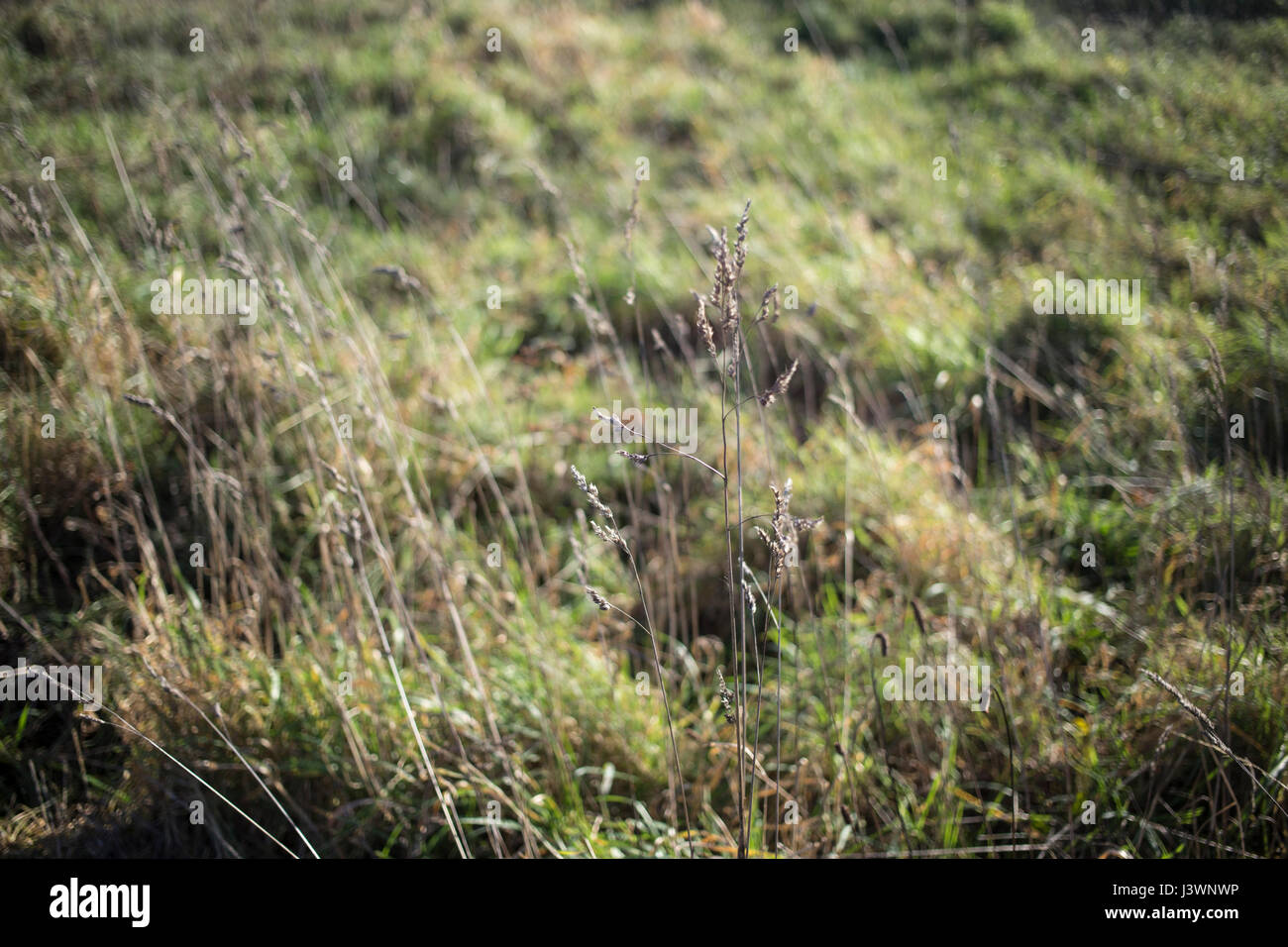 Grasses are hollow hi-res stock photography and images - Alamy