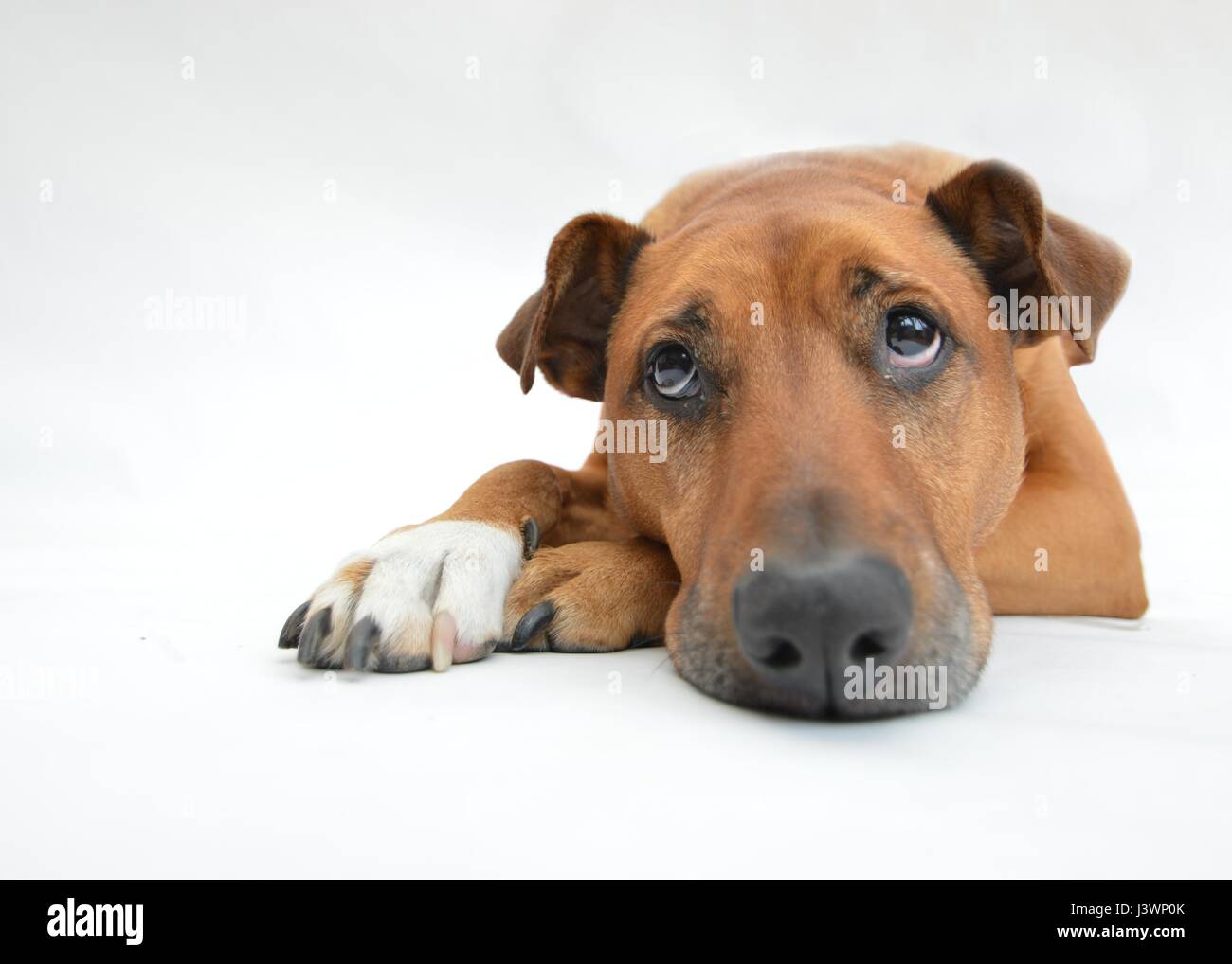 Sad Dog High Resolution Stock Photography and Images - Alamy