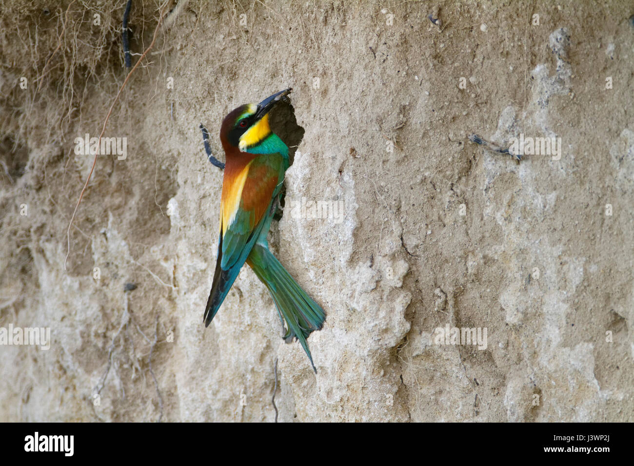 European bee-eater from Nin Stock Photo - Alamy