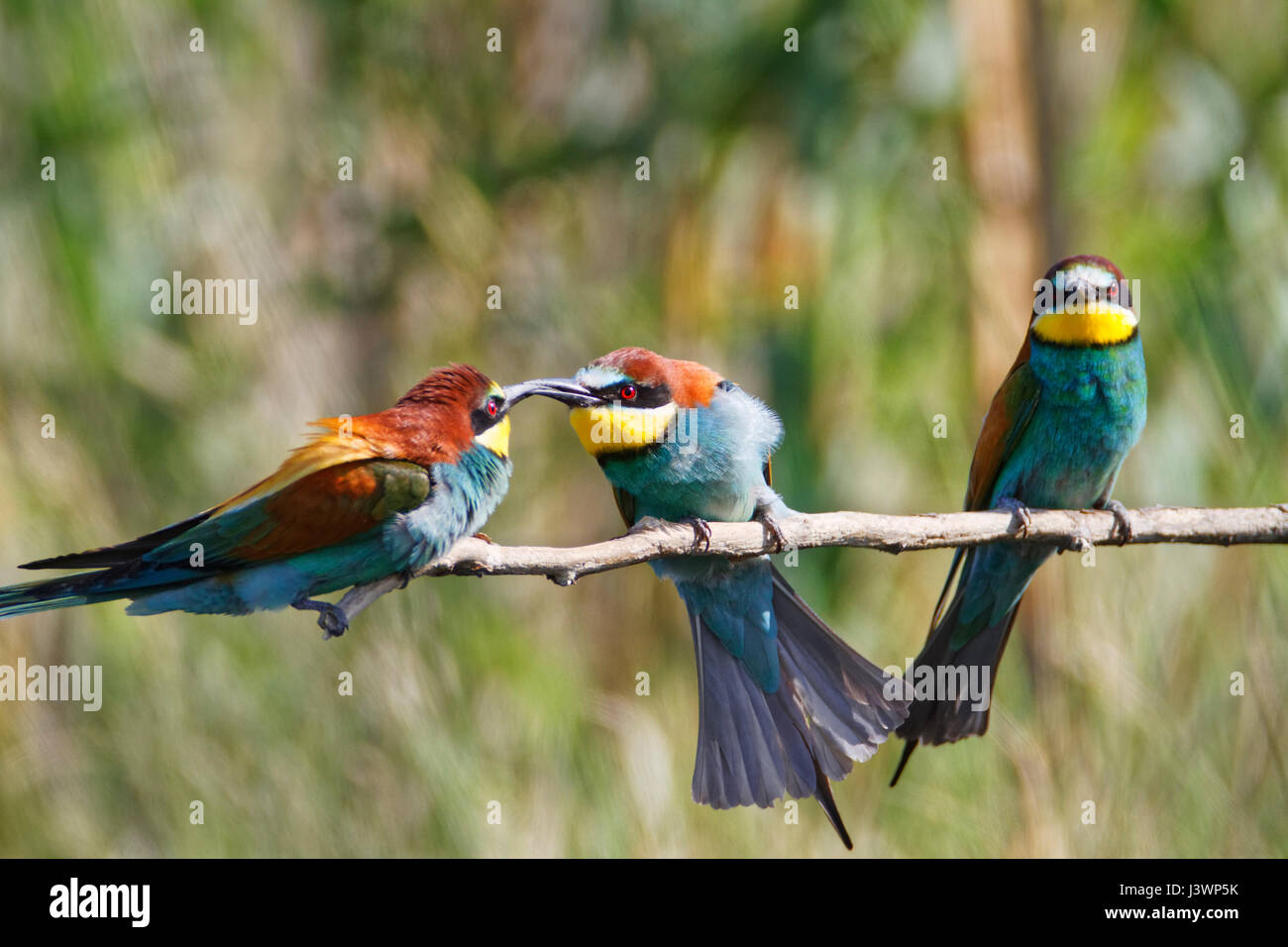 Fildlife hi-res stock photography and images - Alamy
