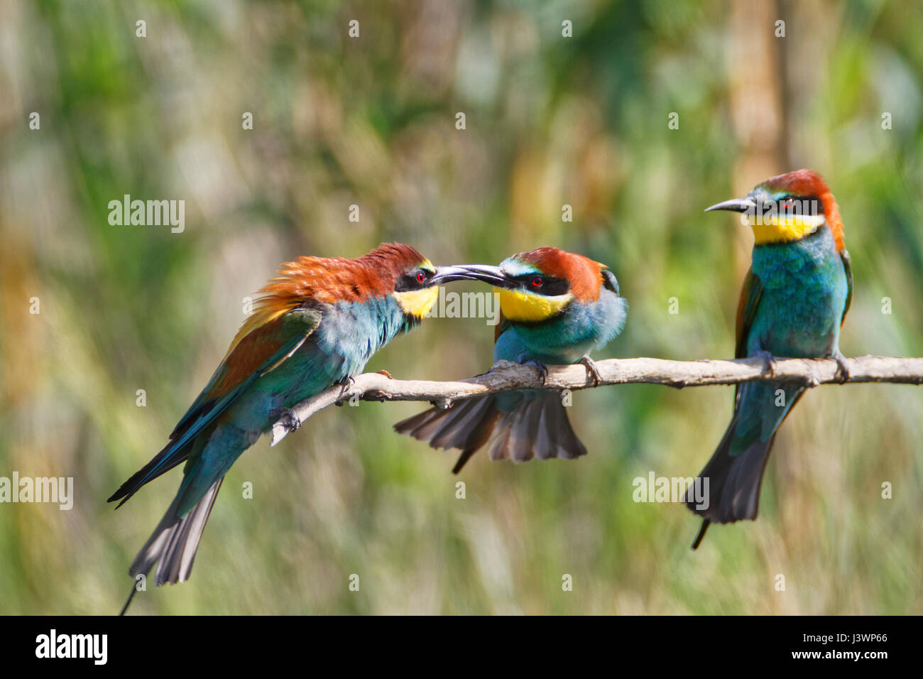 European bee-eater from Nin Stock Photo - Alamy