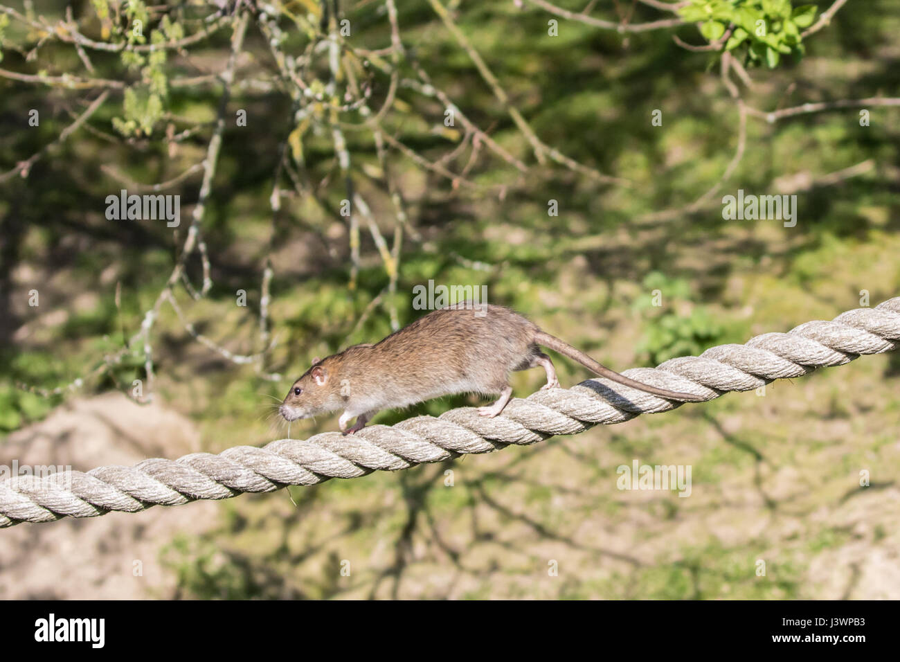 Rat ( Rattus )running across a rope Stock Photo - Alamy