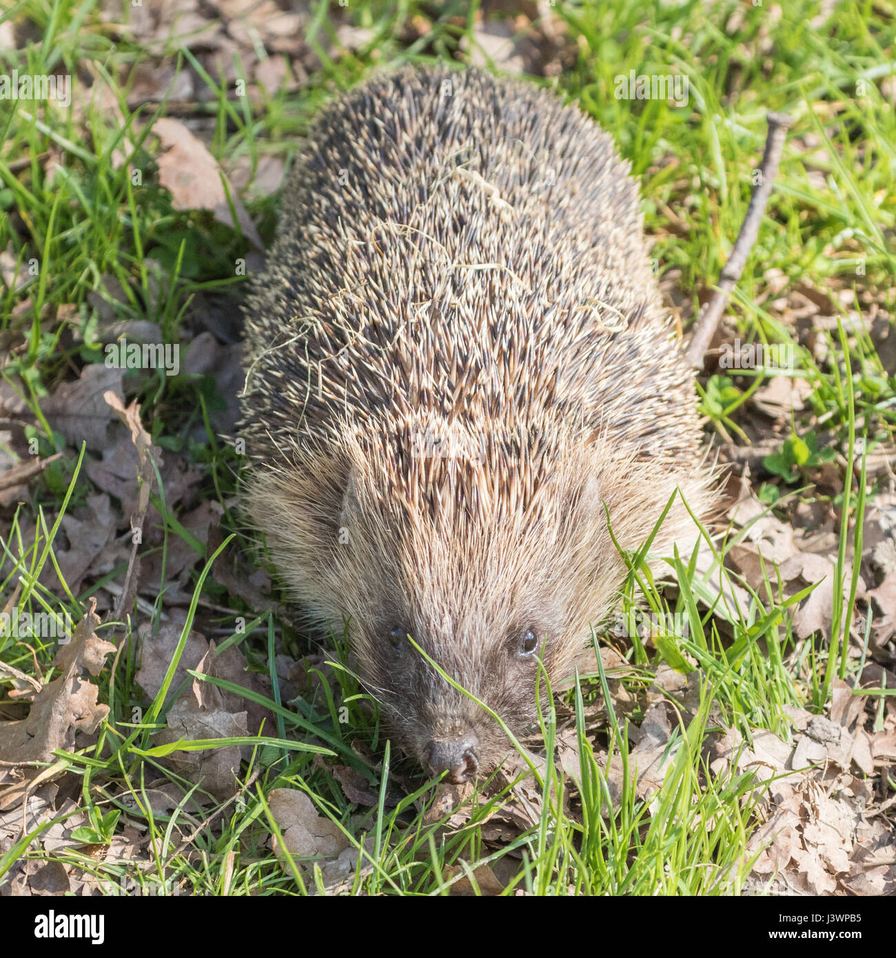 European hedgehog erinaceus europaeus foraging hi-res stock photography ...