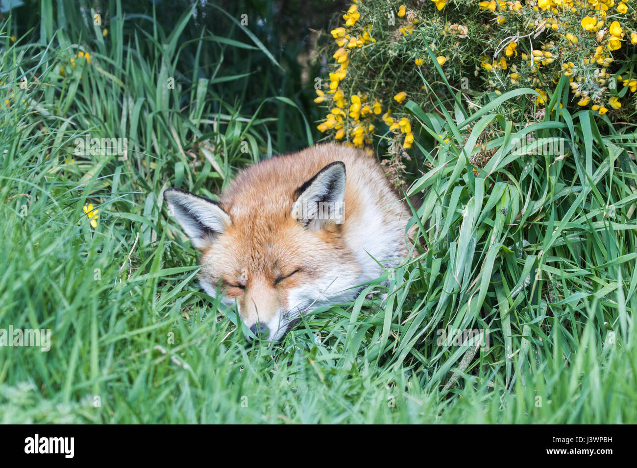 Red fox (Vulpes vulpes) sleeping. Close up of head with a grass background Stock Photo - Alamy