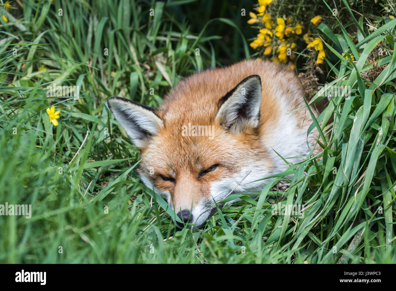 Red fox (Vulpes vulpes) sleeping. Close up of head with a grass background Stock Photo - Alamy