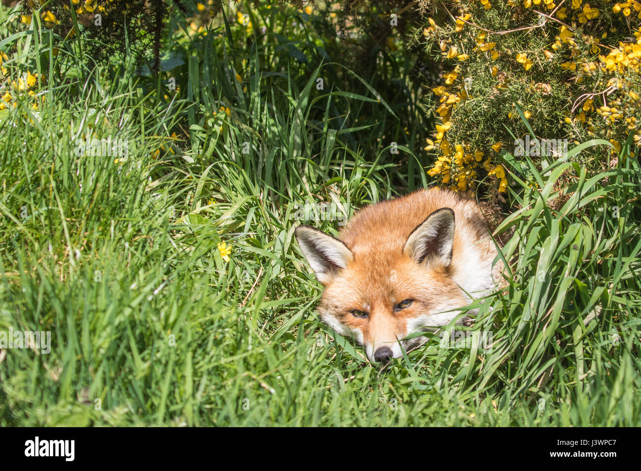 Red fox (Vulpes vulpes) sleeping. Close up of head with a grass background Stock Photo - Alamy