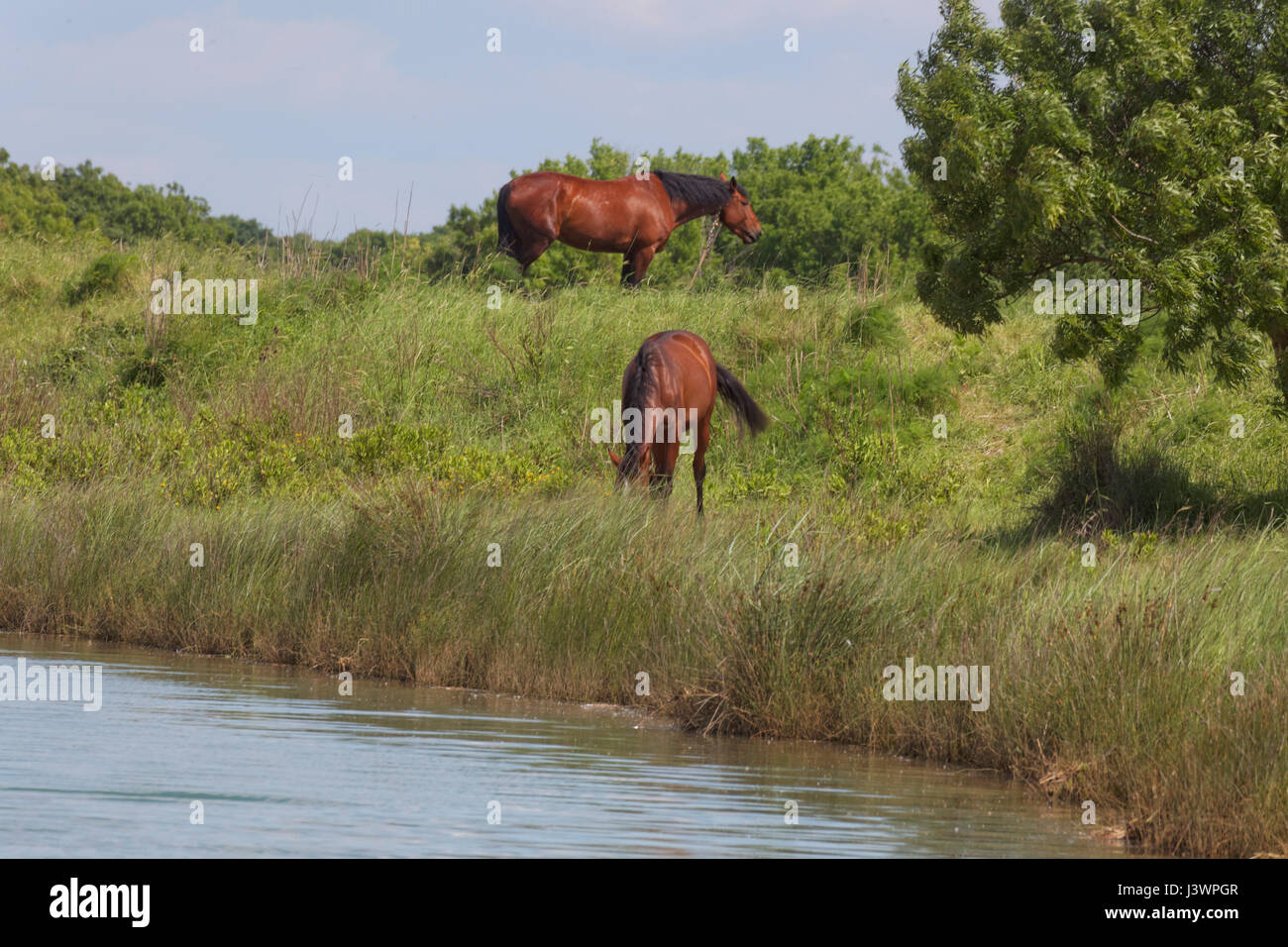 Horses near the river in Nin, Croatia Stock Photo - Alamy