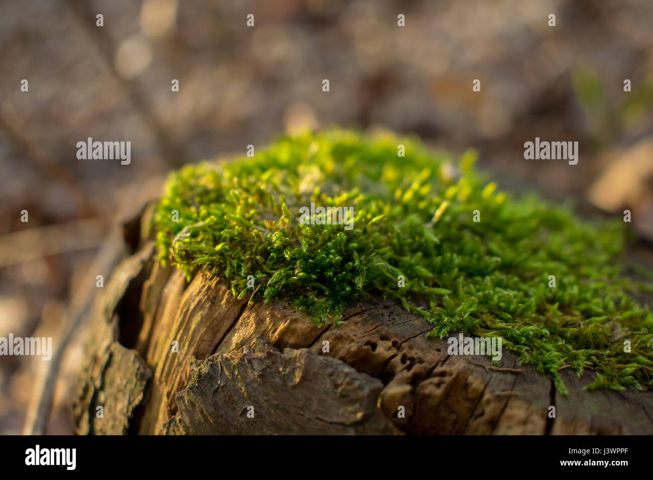 Tree stump with moss hi-res stock photography and images - Alamy