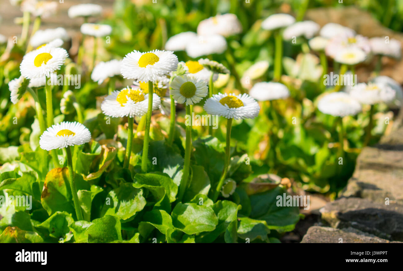 Group of daisies Stock Photo - Alamy