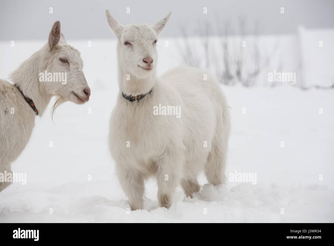 Goat Animals High Resolution Stock Photography and Images - Alamy