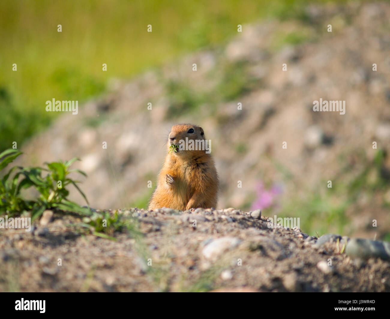 Gopher stands hi-res stock photography and images - Alamy