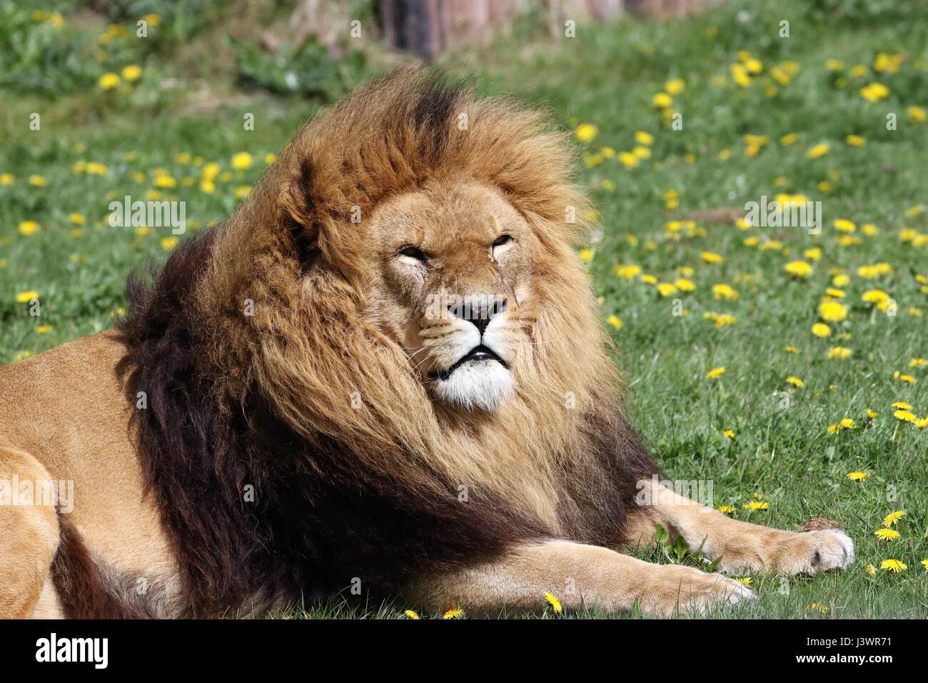 Lion Sleeping High Resolution Stock Photography and Images - Alamy