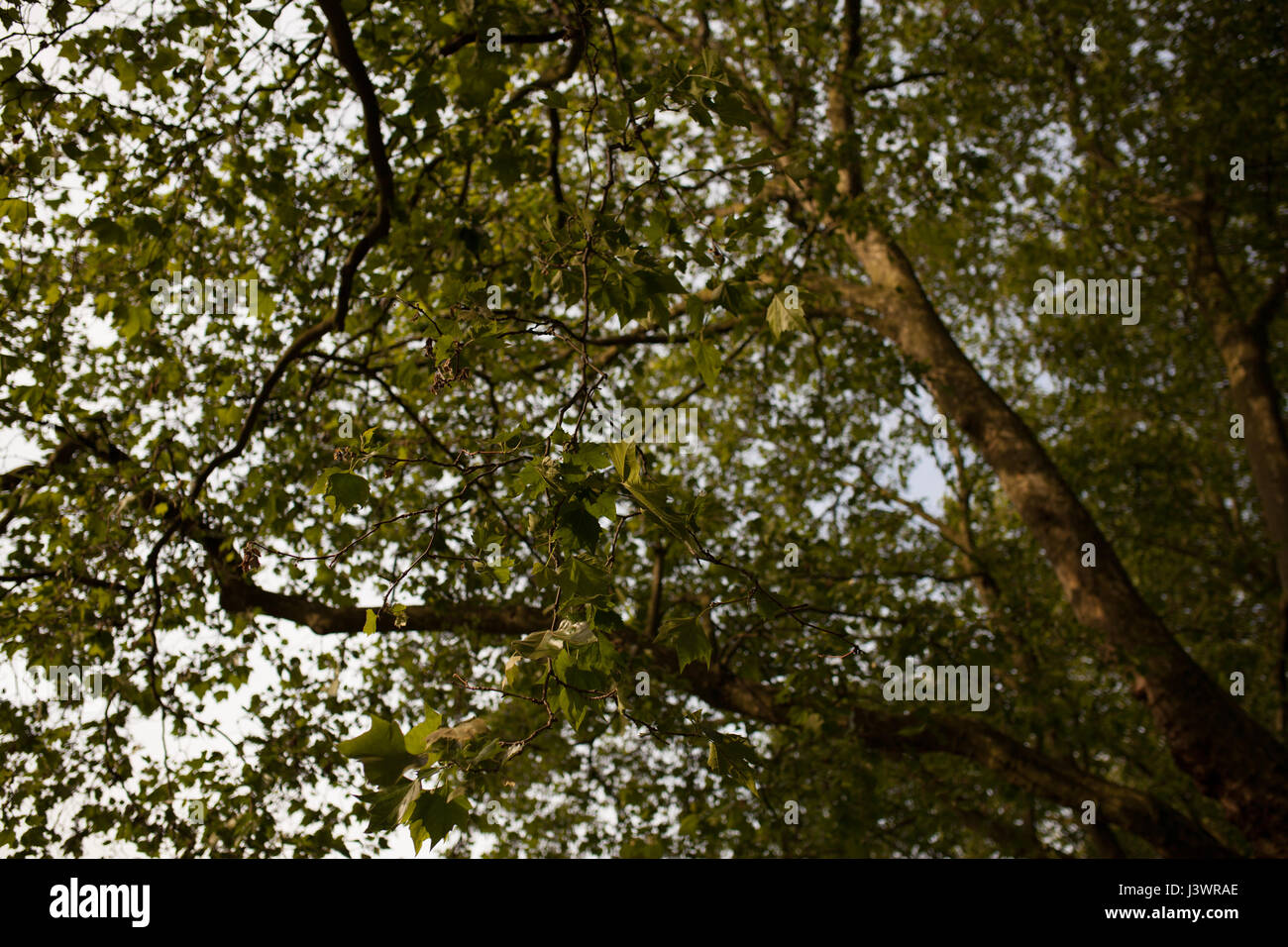 View of trees in Victoria Park, east London Stock Photo - Alamy