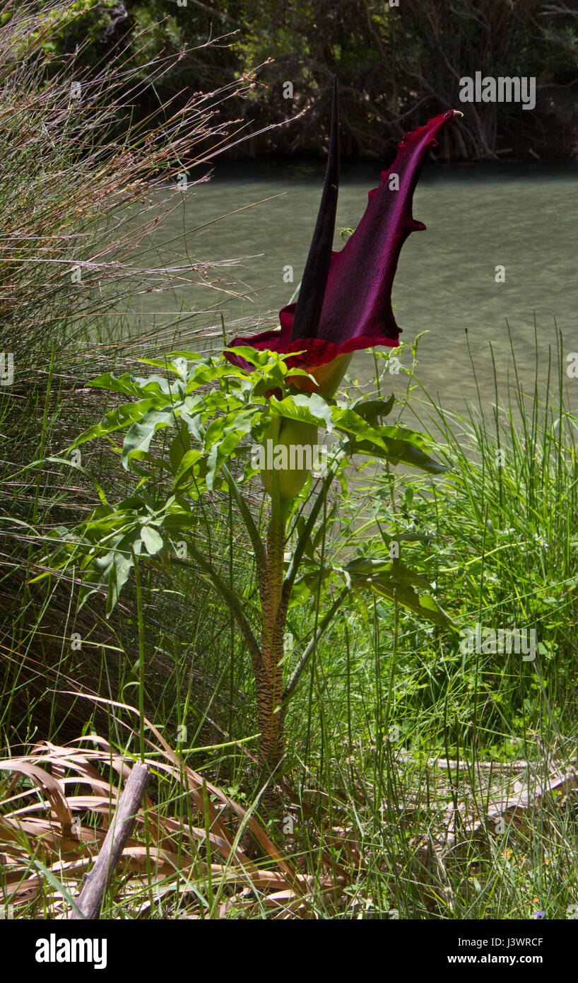 Dracunculus vulgaris hi-res stock photography and images - Alamy
