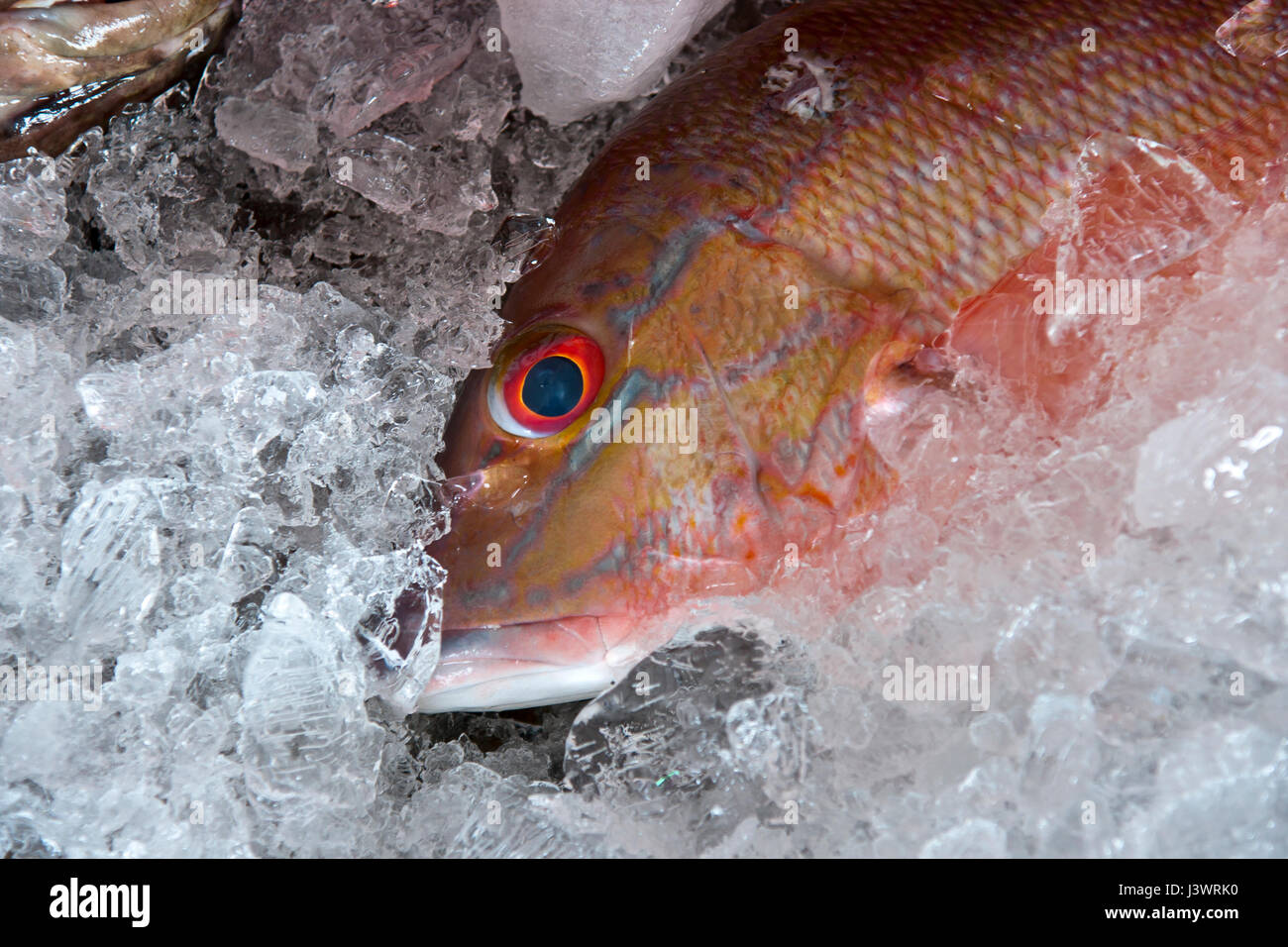 red snapper fish offered in a big fresh market in Sao Paolo, Brazil ...