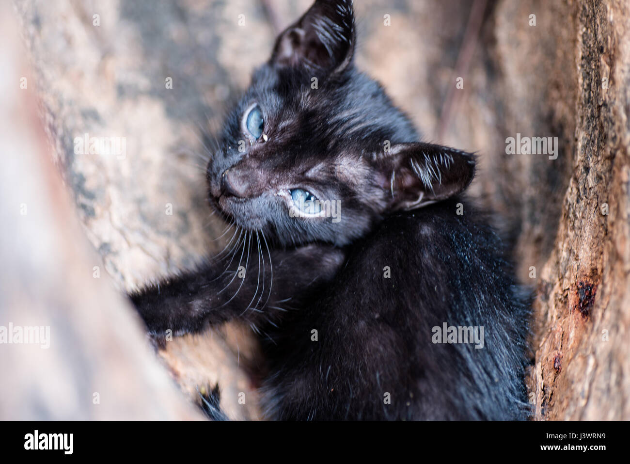 Black kitten at the tree trunk Stock Photo - Alamy