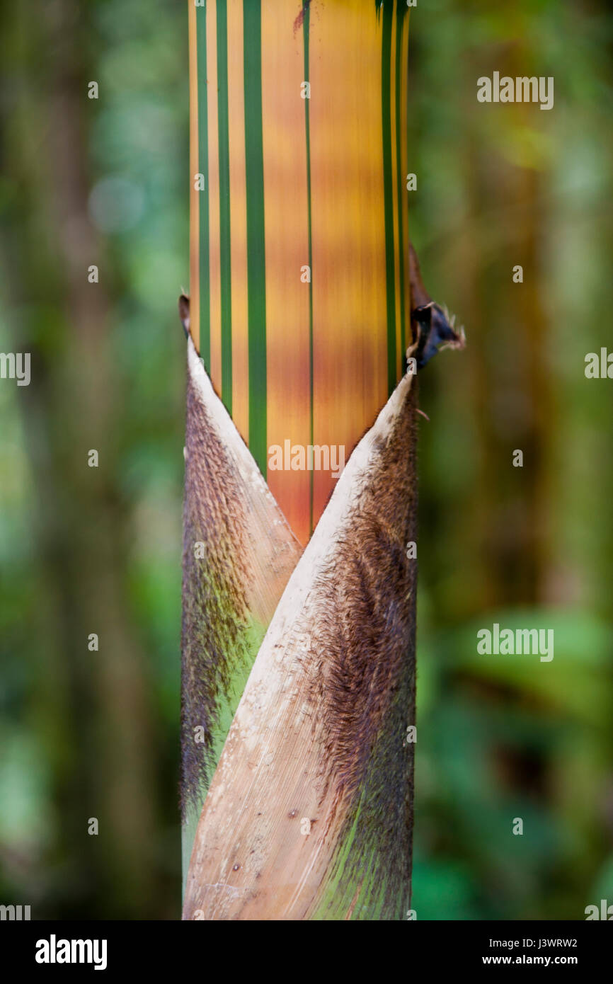 vertical detail of a bamboo pole in Brazil Stock Photo - Alamy