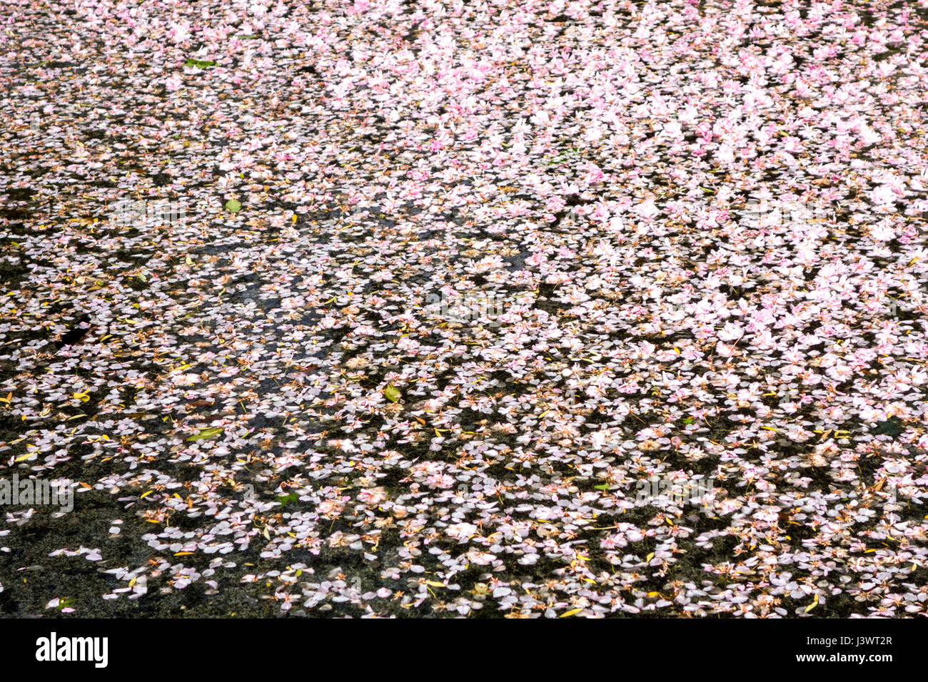 Mononoaware hi-res stock photography and images - Alamy