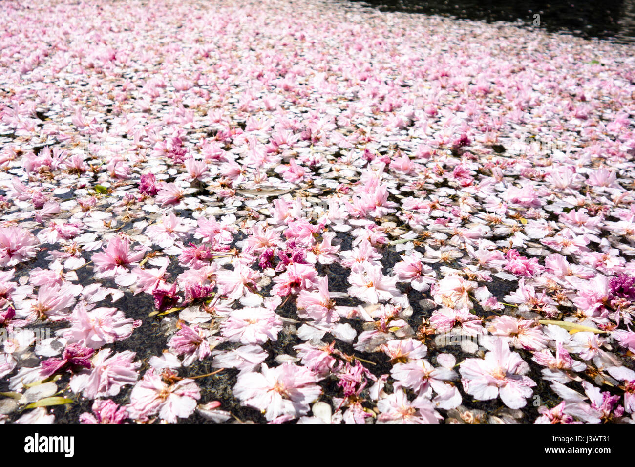 Cherry blossoms floating on water Stock Photo - Alamy