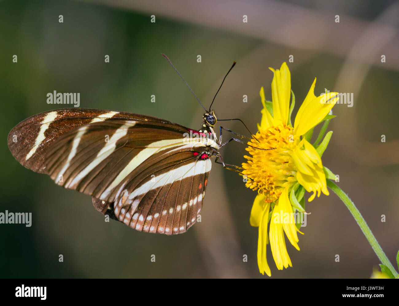 Zebra Longwing Butterfly (Heliconius charitonius Stock Photo - Alamy