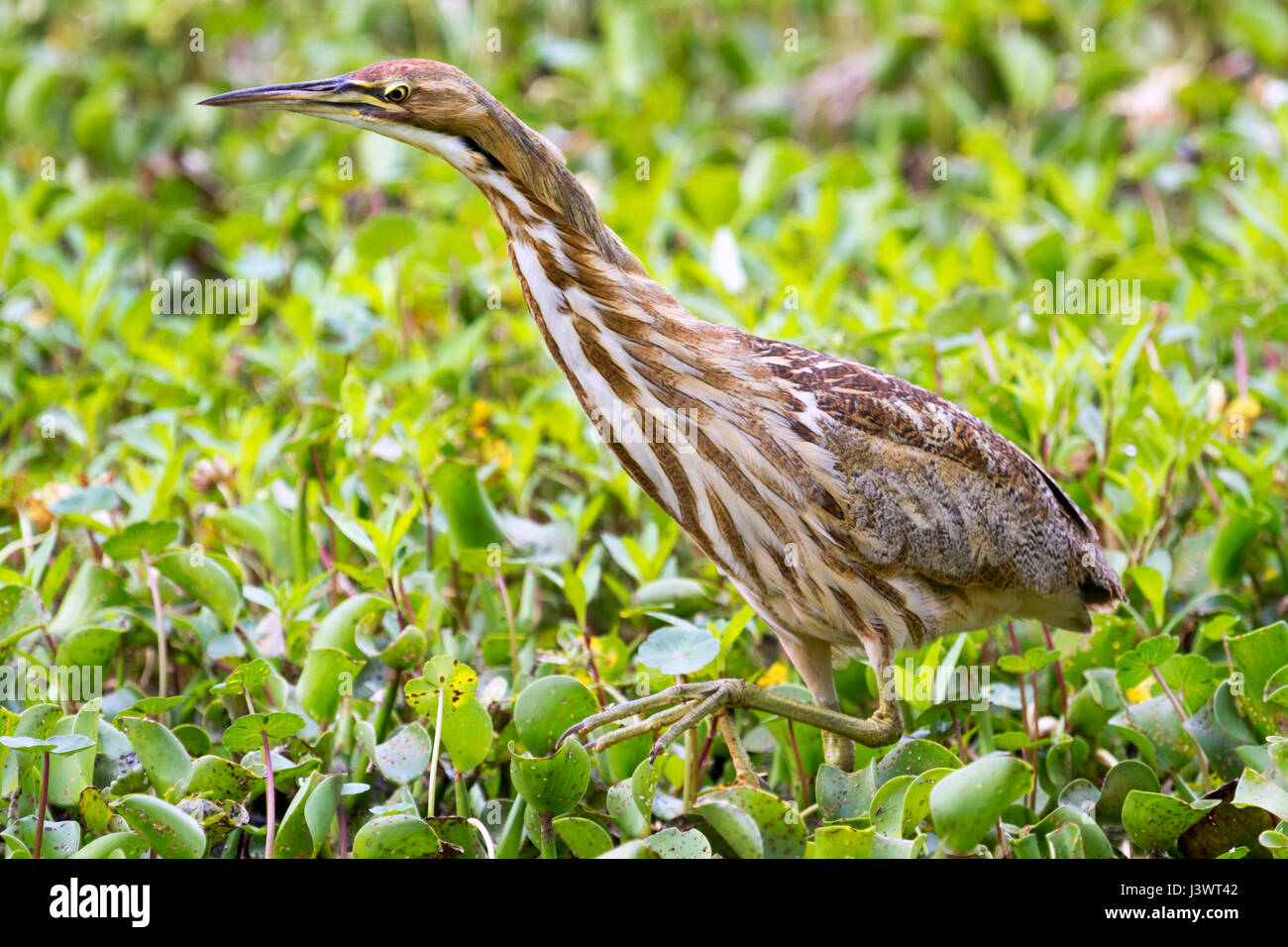 Hunting American bittern (Botaurus lentiginosus Stock Photo - Alamy