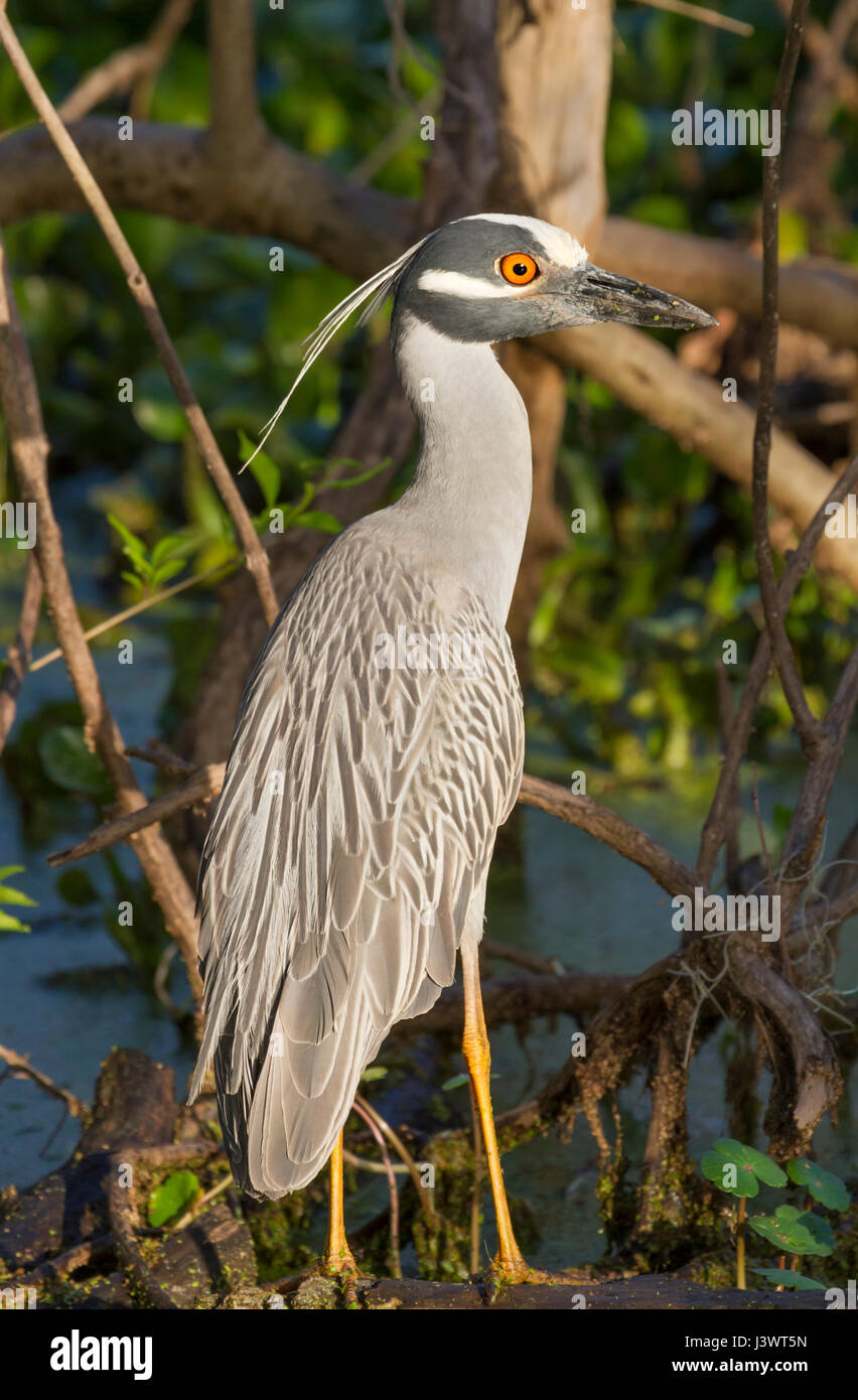 Grey heron in the evening light hi-res stock photography and images - Alamy