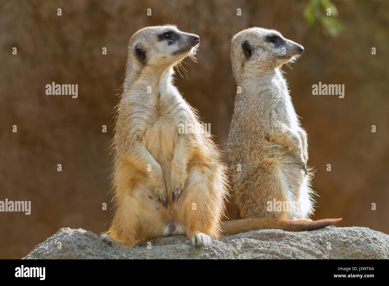 Two standing and alerted meerkats Stock Photo - Alamy