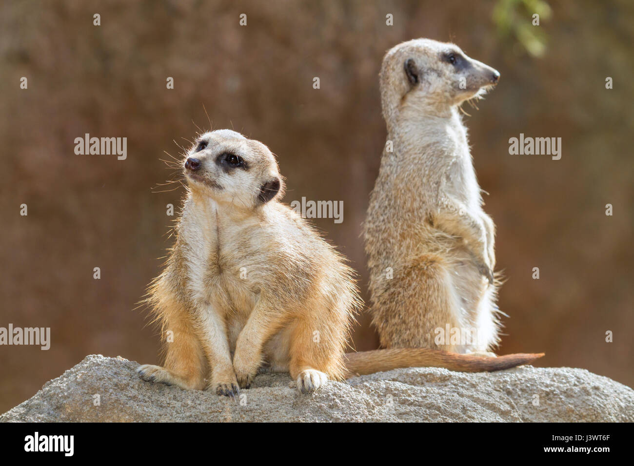 Two meerkats at Morning Stock Photo - Alamy