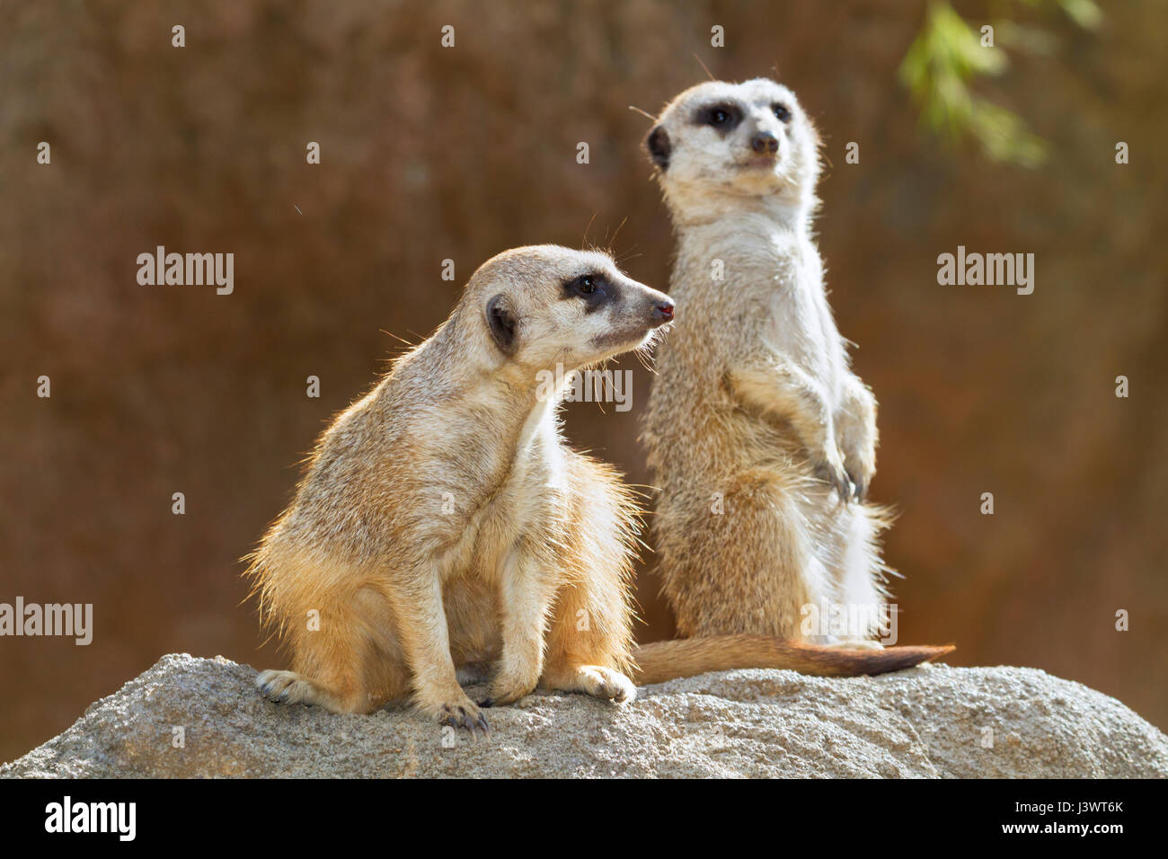 Mircat hi-res stock photography and images - Alamy