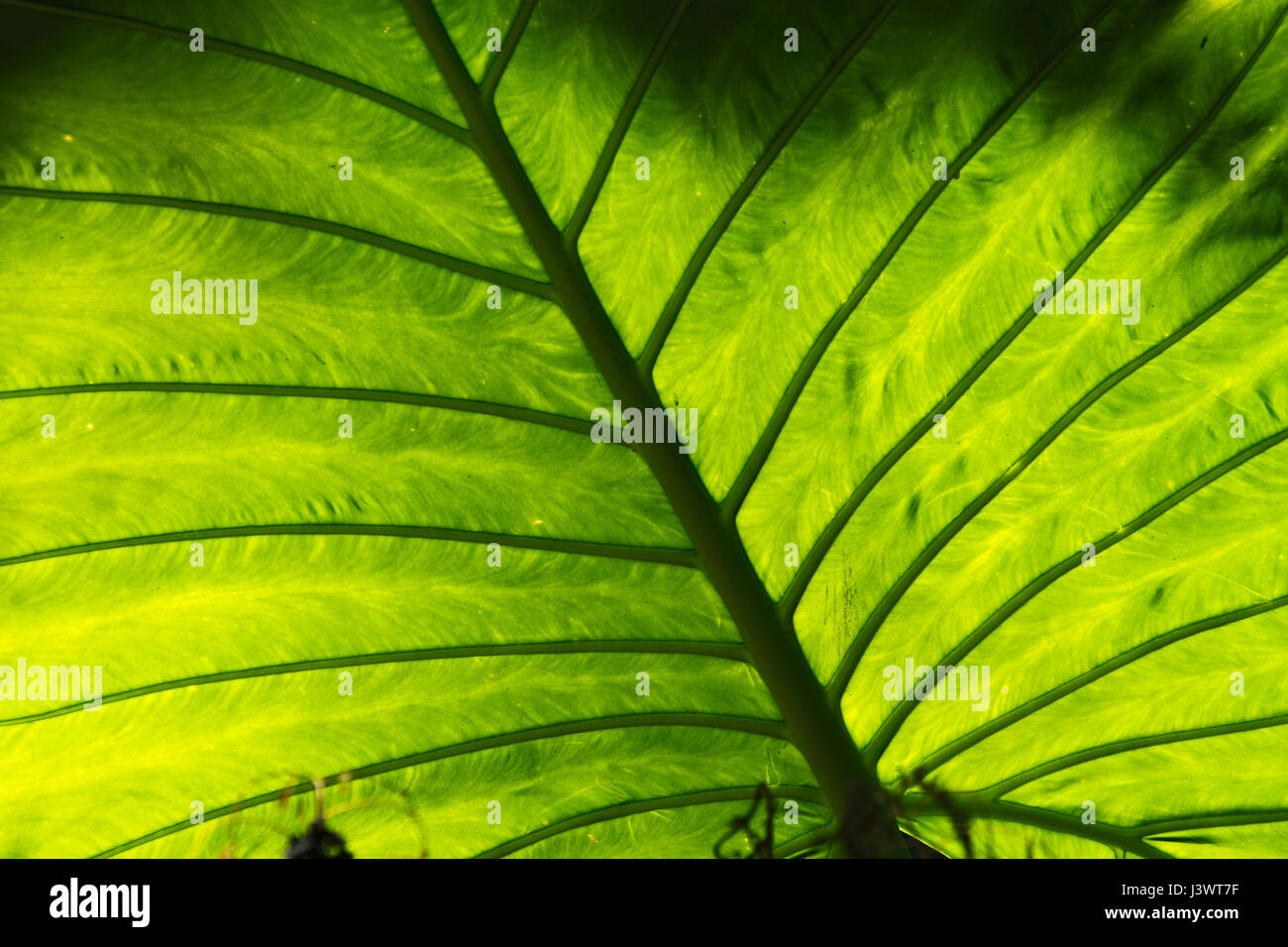 Bright transparent hi-res stock photography and images - Alamy