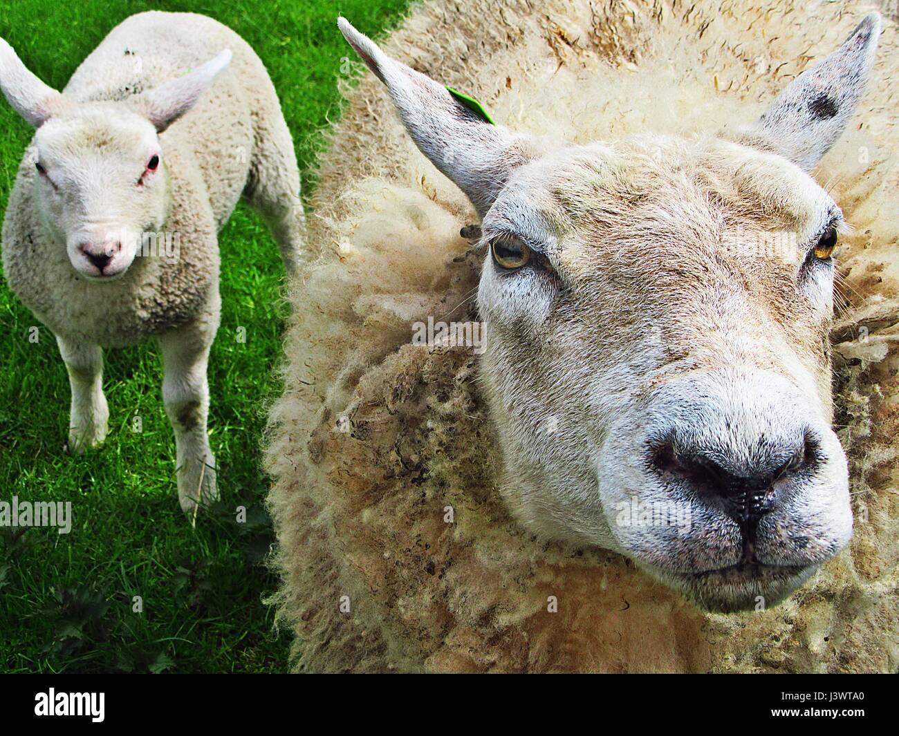 Domba High Resolution Stock Photography and Images - Alamy
