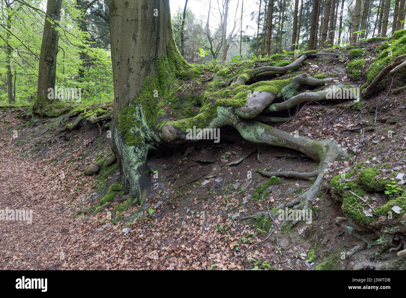 Strong rooted hi-res stock photography and images - Alamy