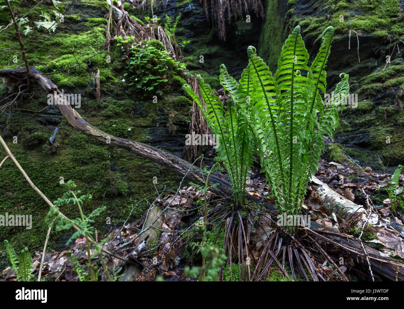 Evolution of a fern Stock Photo - Alamy