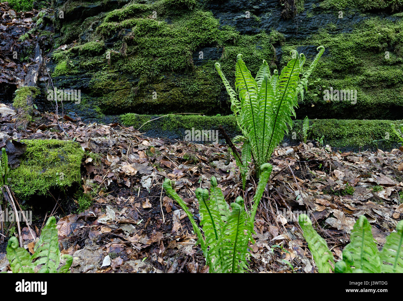 Evolution of a fern Stock Photo - Alamy