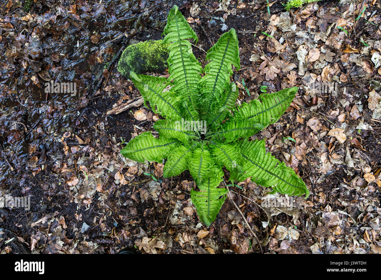 Evolution of a fern Stock Photo - Alamy