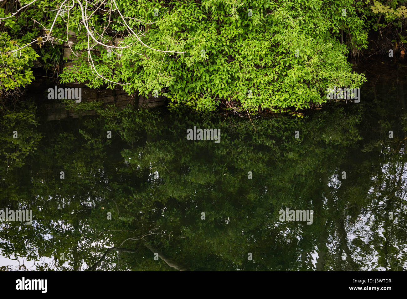Dark pond with plants and reflections hi-res stock photography and ...