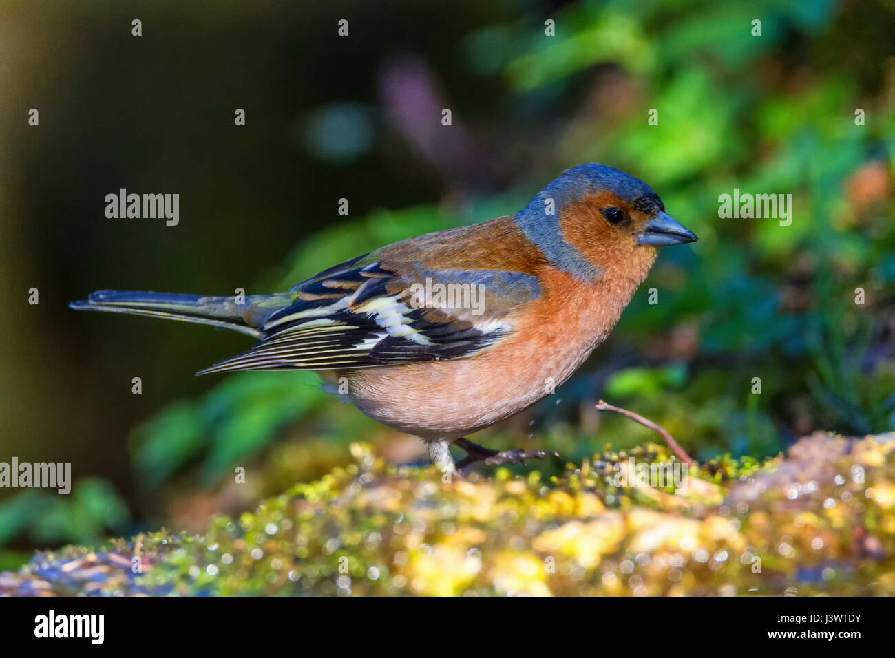 Male common chaffinch bird, fringilla coelebs, on a rock Stock Photo ...