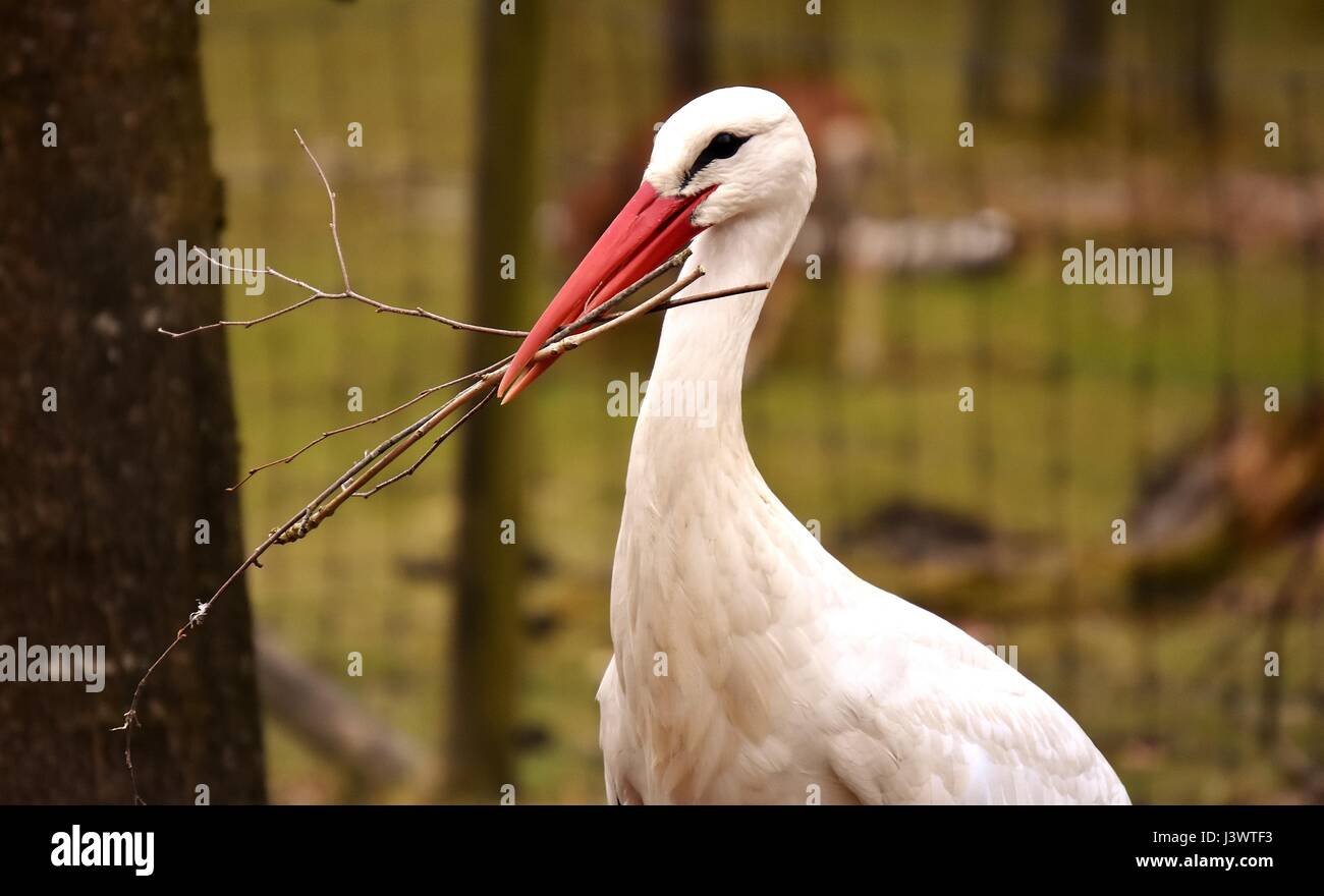 Carnivorous Birds High Resolution Stock Photography and Images - Alamy