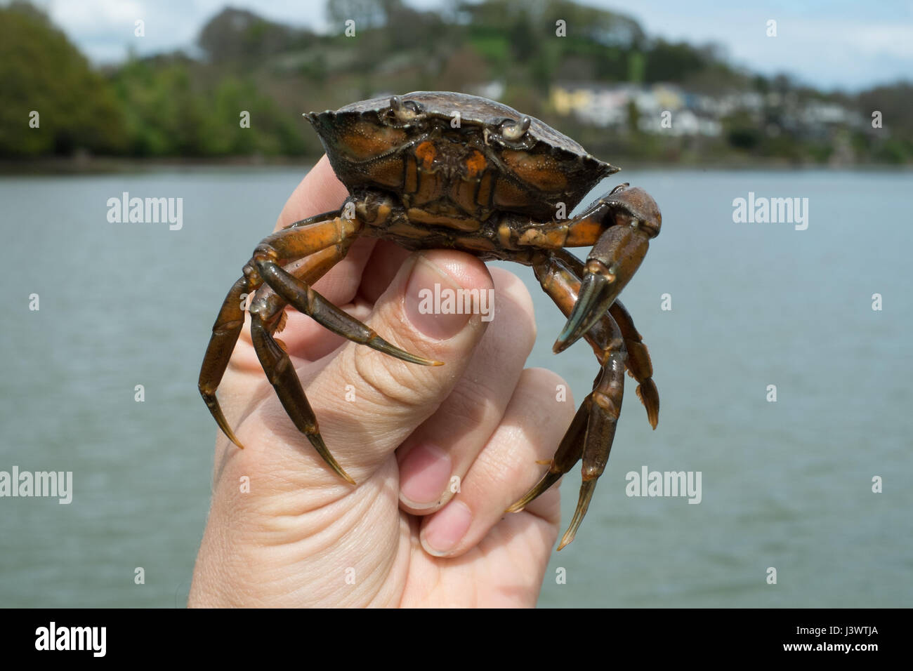 Crab caught at Stoke Gabriel, Totnes, Devon, England, United Kingdom ...