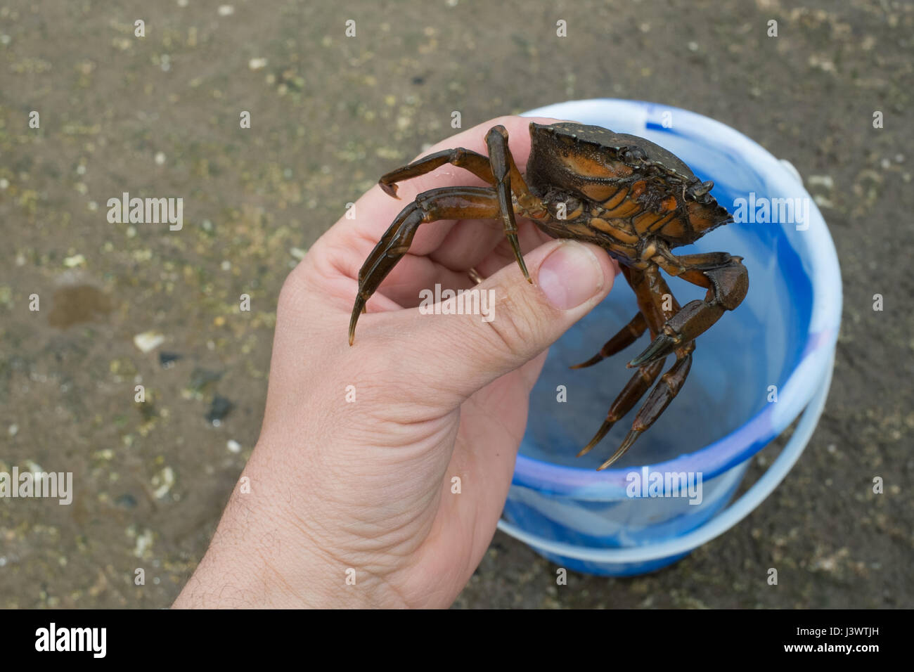 Crab caught at Stoke Gabriel, Totnes, Devon, England, United Kingdom ...