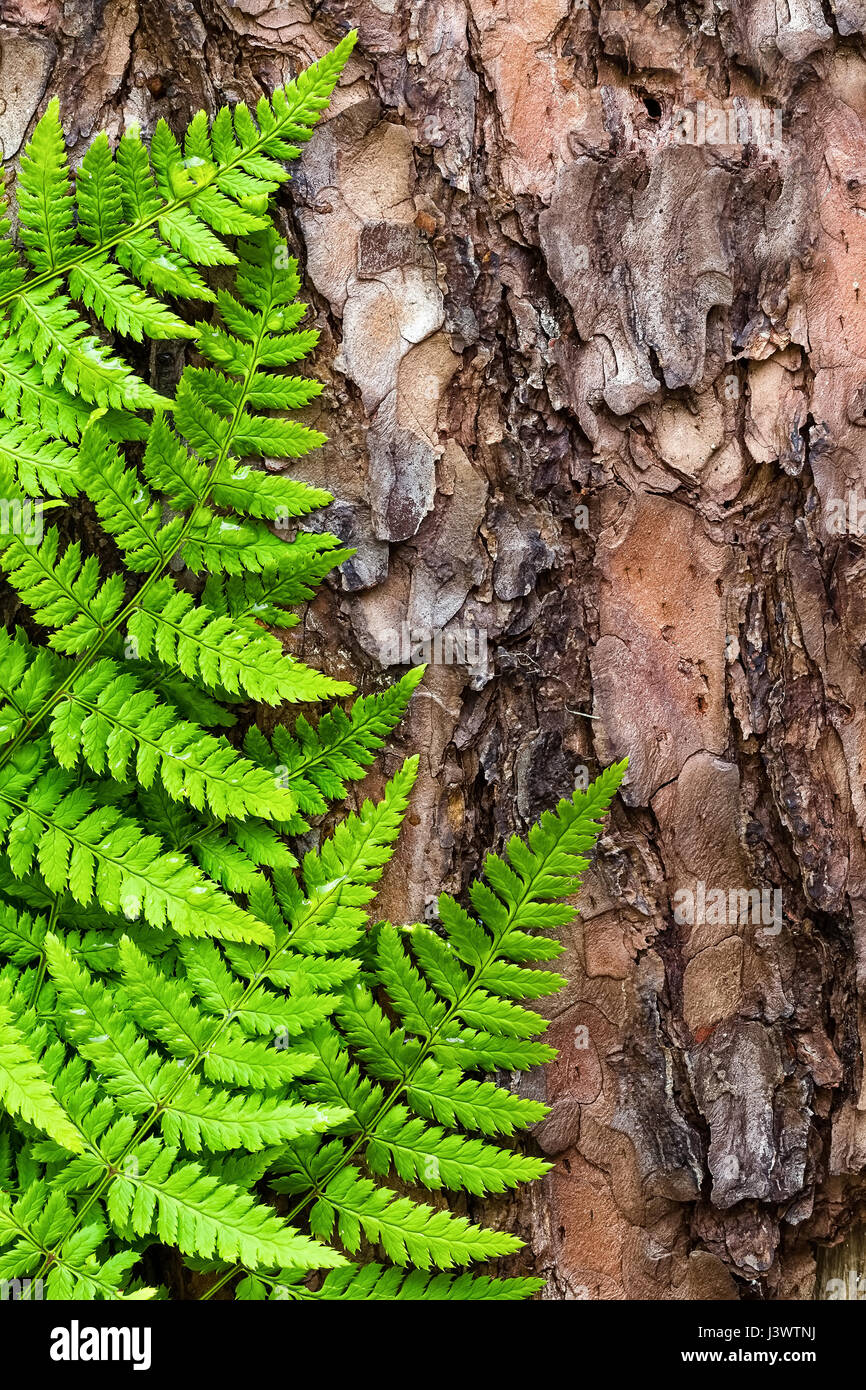 Green fern leaves background on bark tree, top view Stock Photo - Alamy
