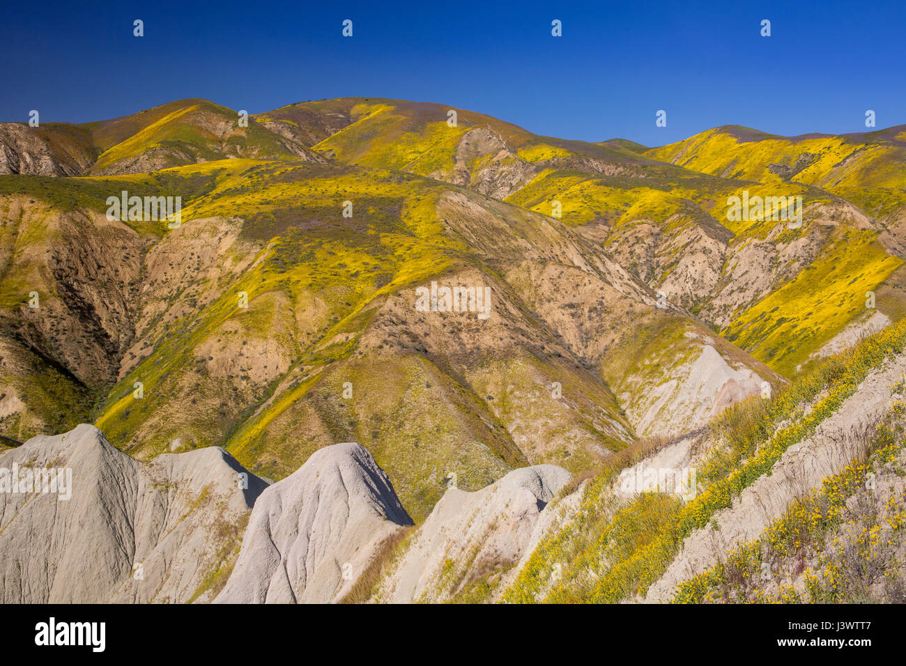 Temblor range wildflowers spring hi-res stock photography and images ...