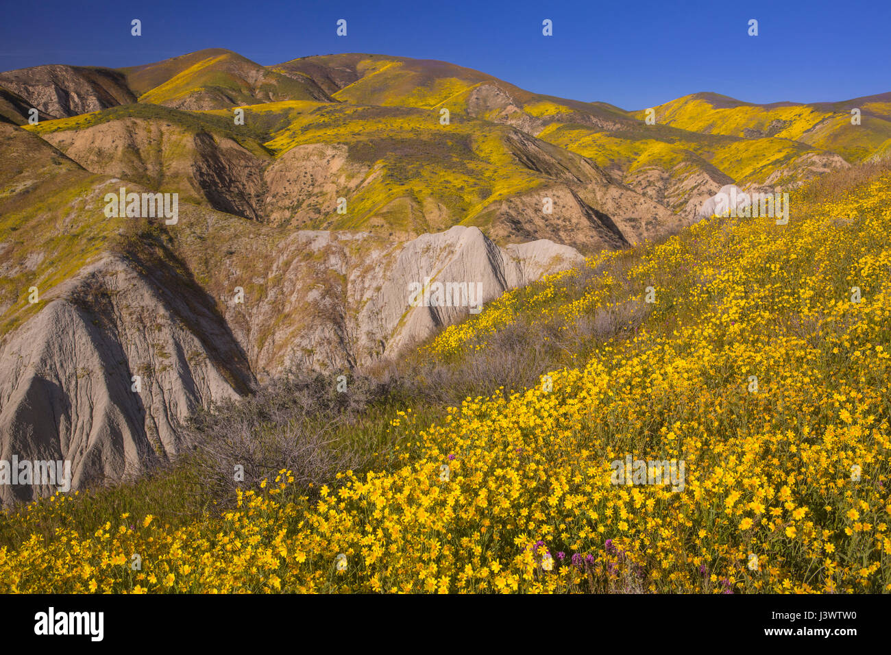Temblor range wildflowers spring hi-res stock photography and images ...