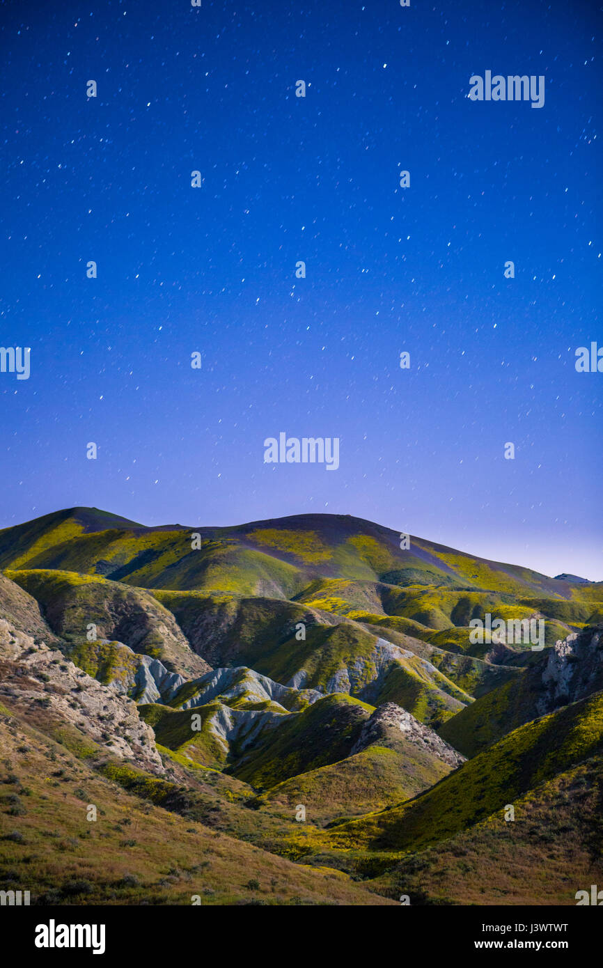 wildflowers in the Temblor Range are lit with moonlight , Carrizo ...